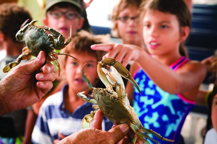 Blue Crabbing Charter Charleston, SC | Barrier Island Eco Tours