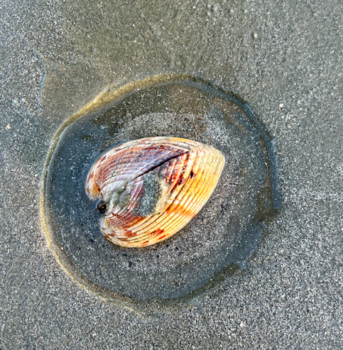 Happy As A Clam! | Barrier Island Eco Tours