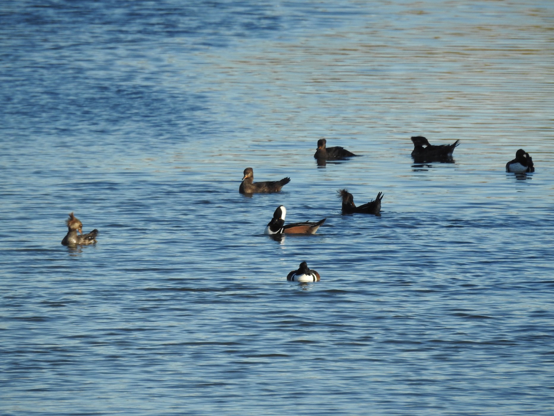 SEWE And Ducks! | Barrier Island Eco Tours