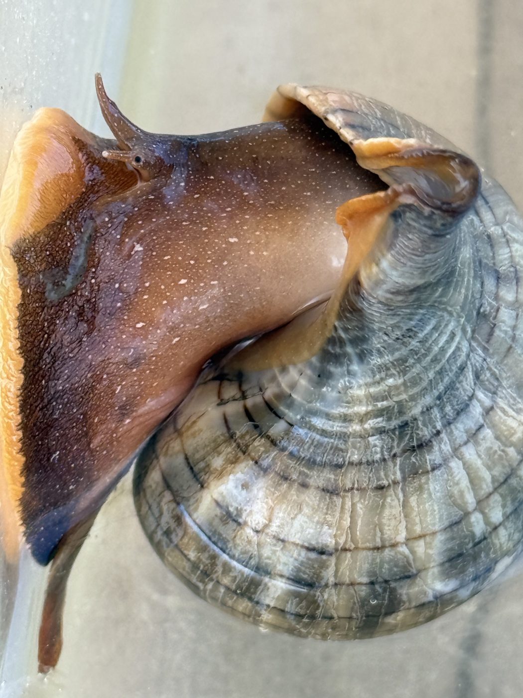 Banded Tulip Sea Snail | Barrier Island Eco Tours